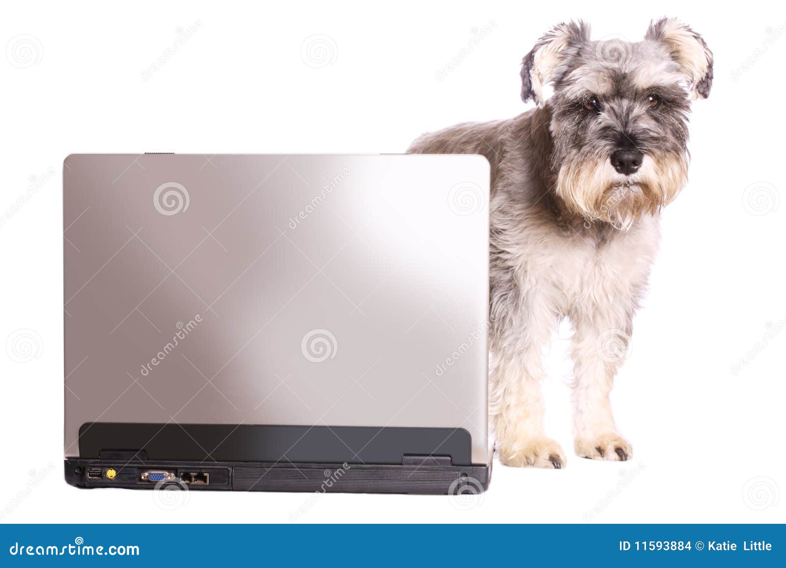 Dog with laptop stock photo. Image of white, miniature - 11593884