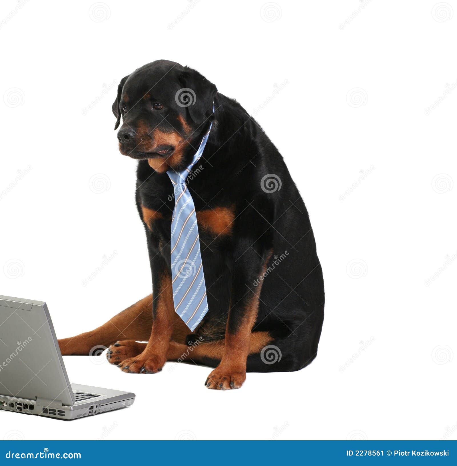 Dog with laptop stock image. Image of danger, colour, concept - 2278561