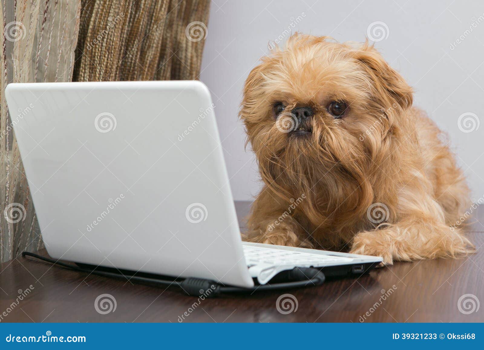 Dog and a laptop stock image. Image of technology, purebred - 39321233