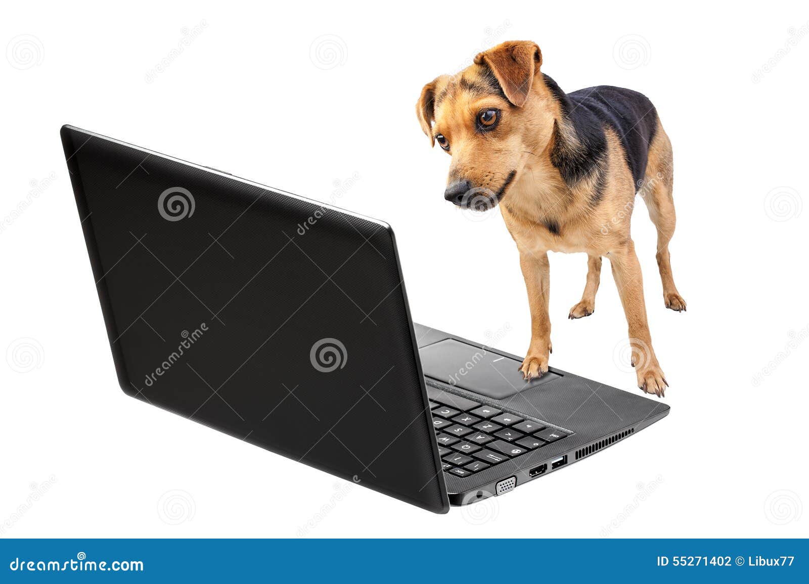 Dog Laptop Computer Working Isolated Stock Photo - Image of coat, body ...