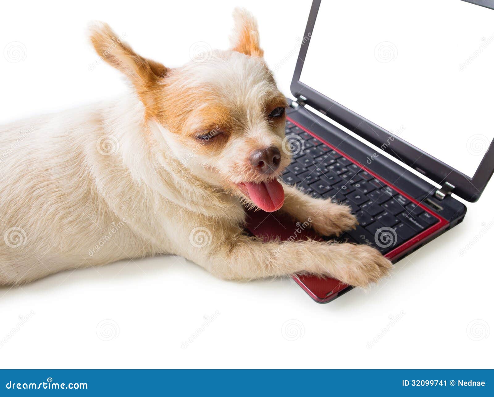 Chihuahua And Computer Royalty-Free Stock Photography | CartoonDealer ...