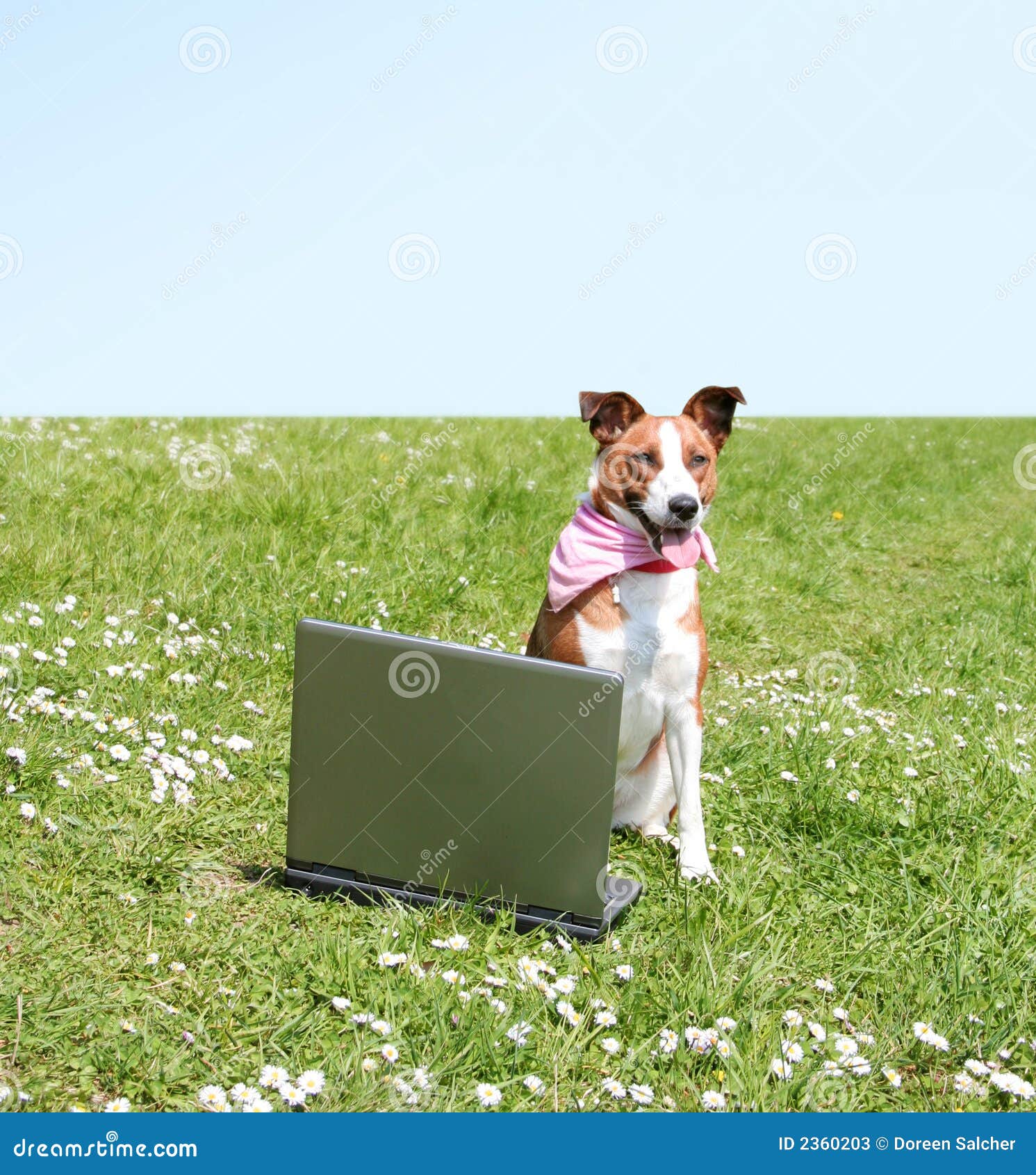 Dog with laptop outdoor stock image. Image of notebook - 2360203