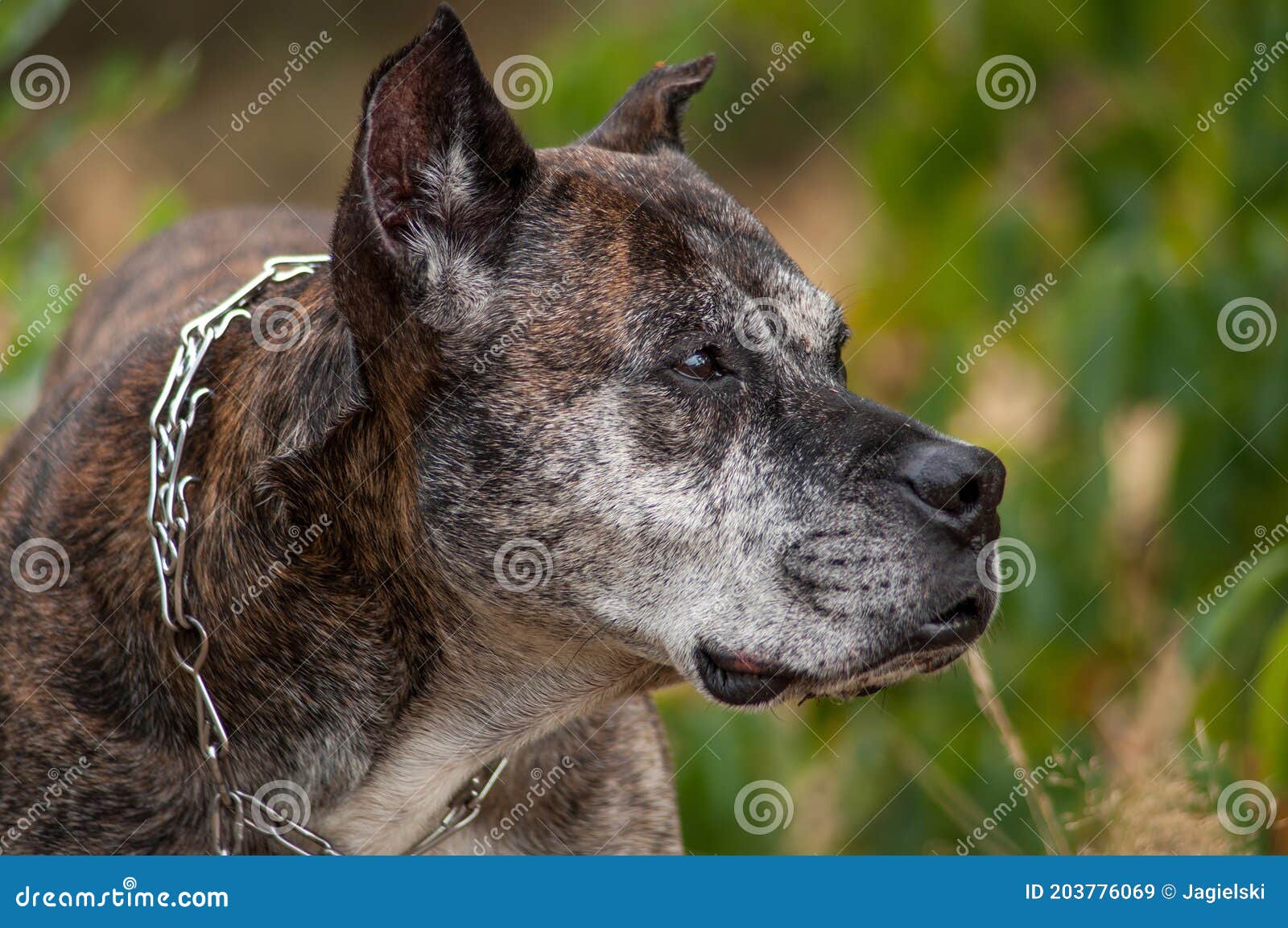 Dog stock image. Image of nostrils, chain, face, walk - 203776069