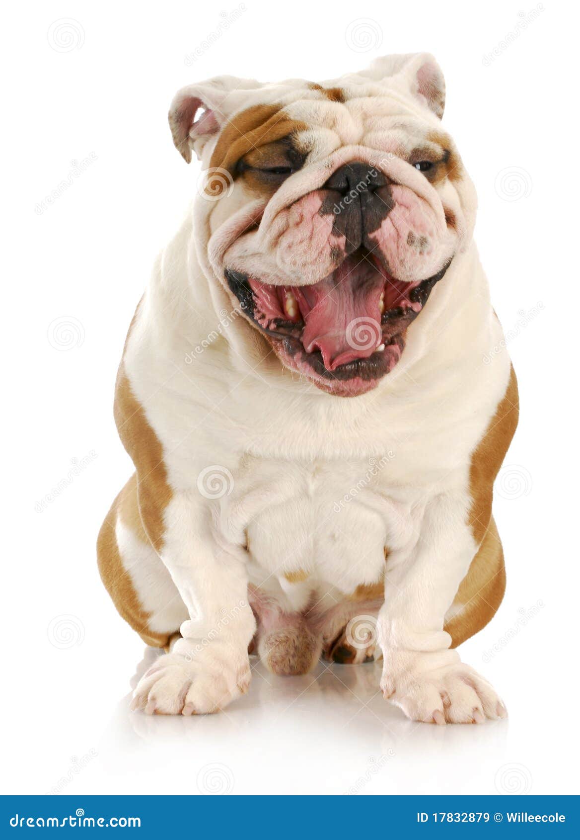 Dog laughing stock image. Image of companion, excitement - 17832879