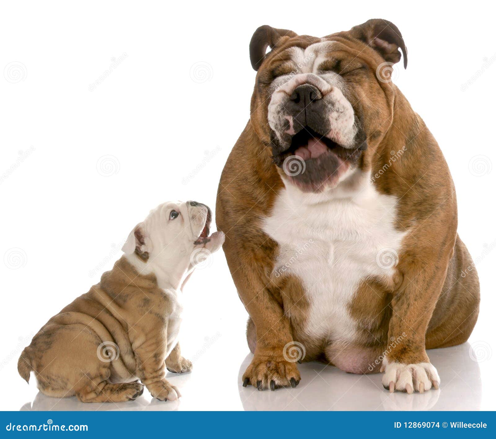 Dog Laughing at Puppy Barking Stock Photo - Image of isolated, health ...