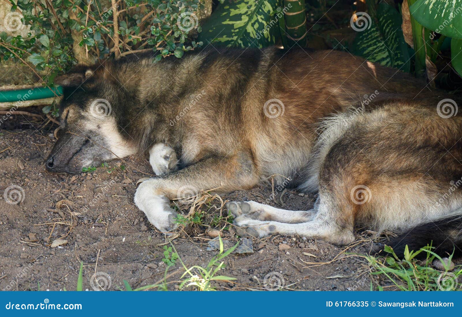Dog Lay Down Under the Tree Stock Image - Image of animal, sleeping ...