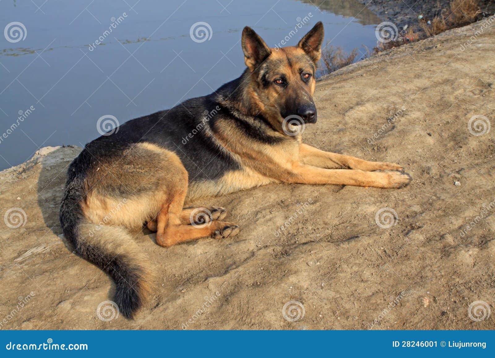 Dog lay on the ground stock image. Image of mammals, pets - 28246001