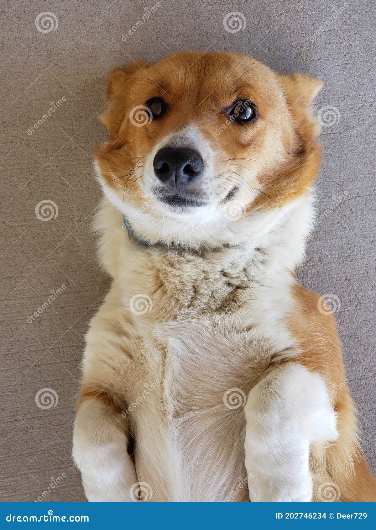 Dog Laying on Back Staring Up at You Stock Photo - Image of friend ...