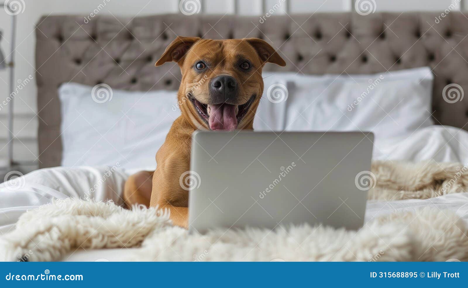 Dog Laying in Bed, with Open Laptop, Watching or Working from Home ...