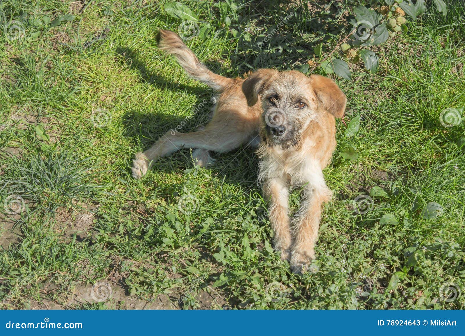 Dog laying stock image. Image of lying, mixed, laying - 78924643