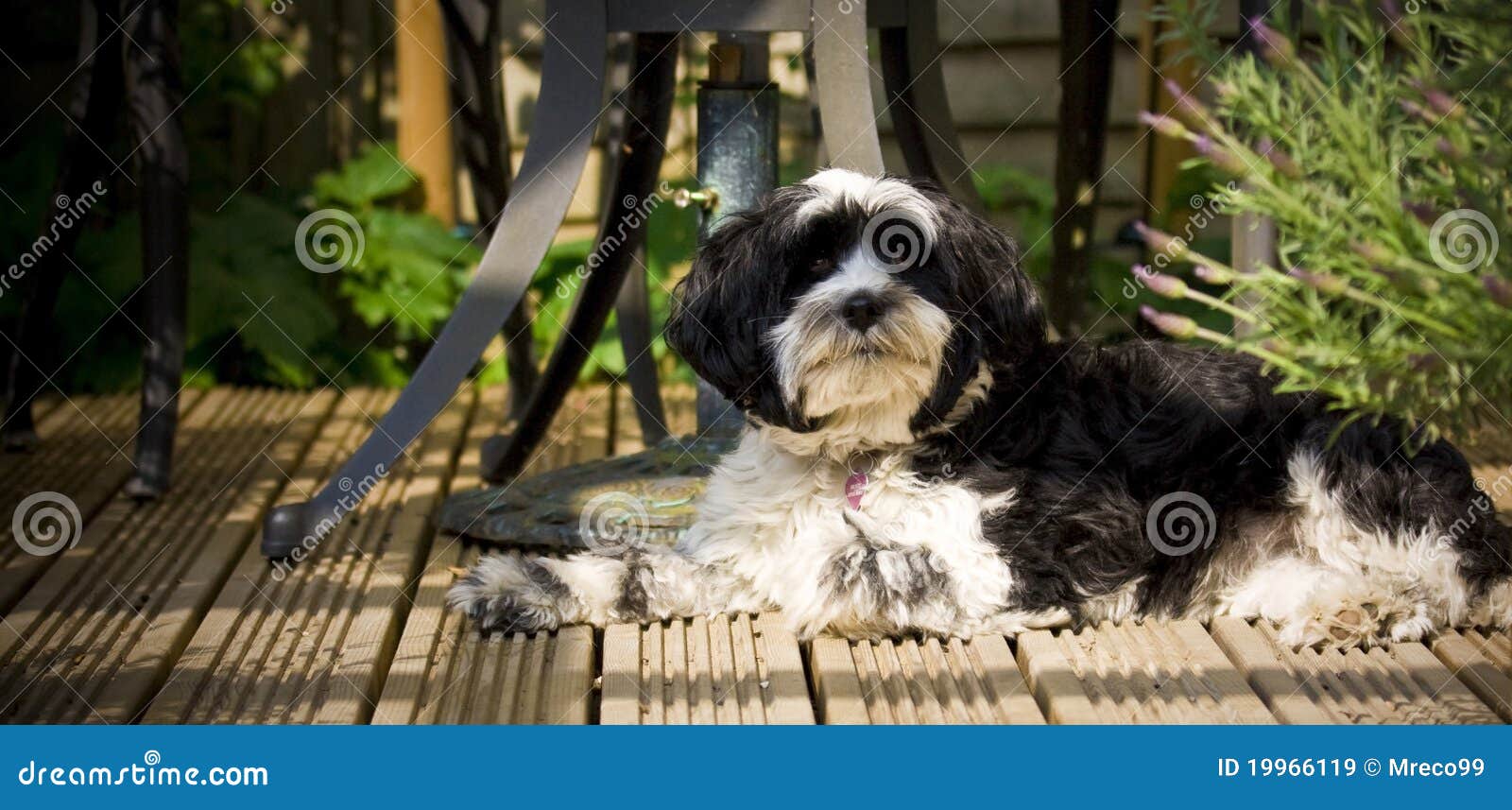 Dog Laying on Decking in the Sun Stock Image - Image of black, summer ...