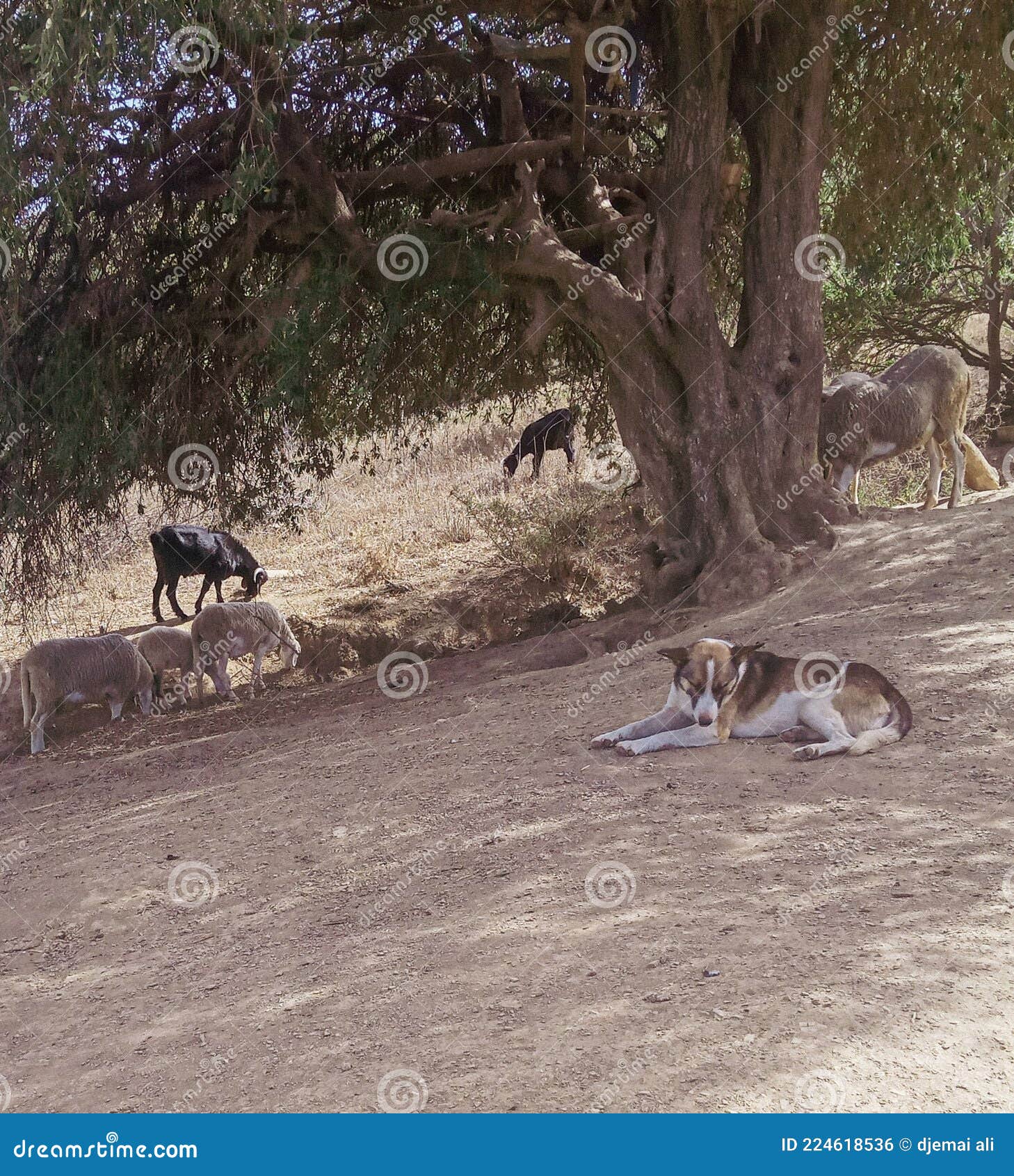 A Dog Laying Under a Big Tree Looking for the Shadow Stock Photo ...