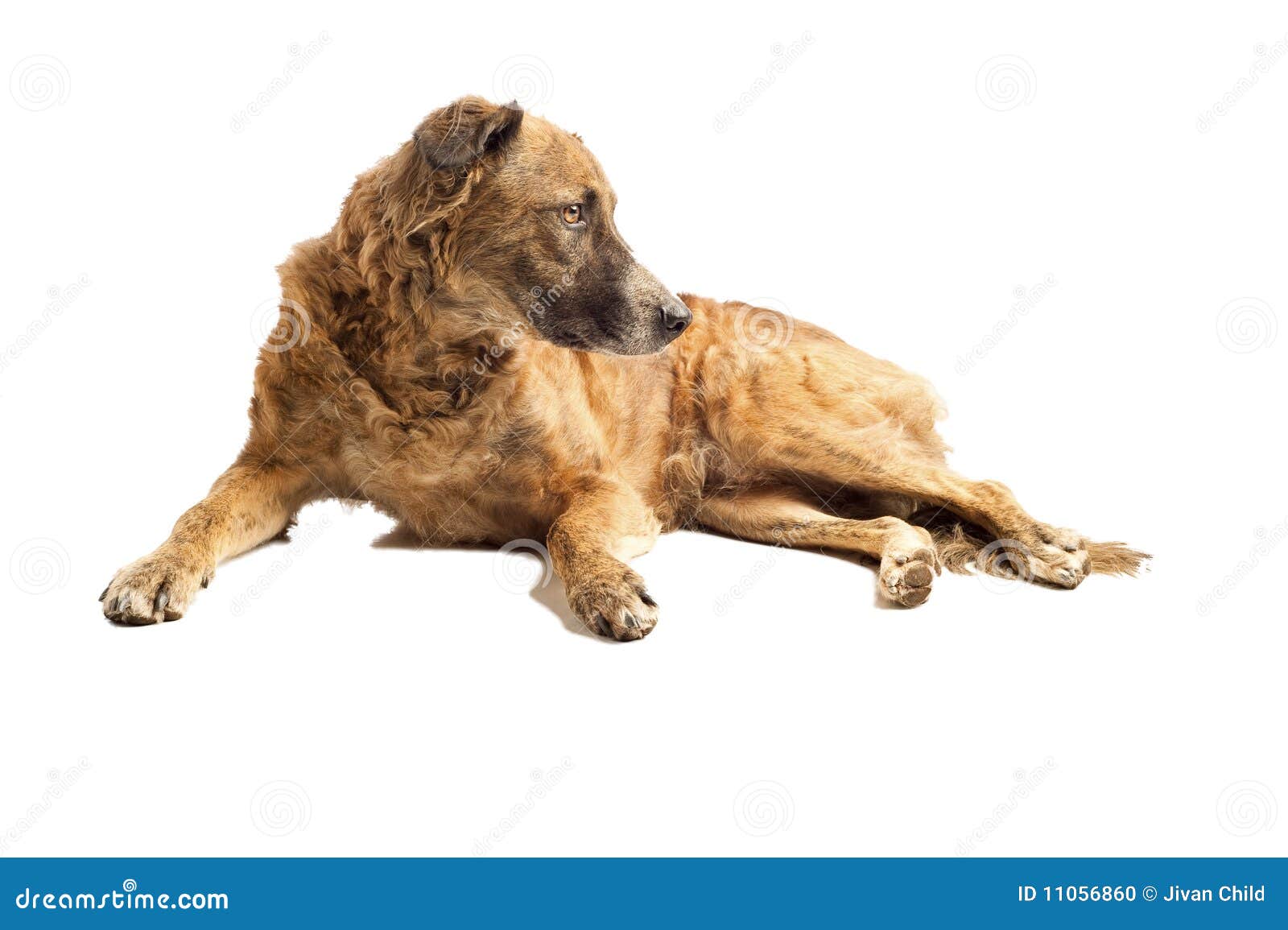 Dog Laying Down Stock Photo - Image: 11056860