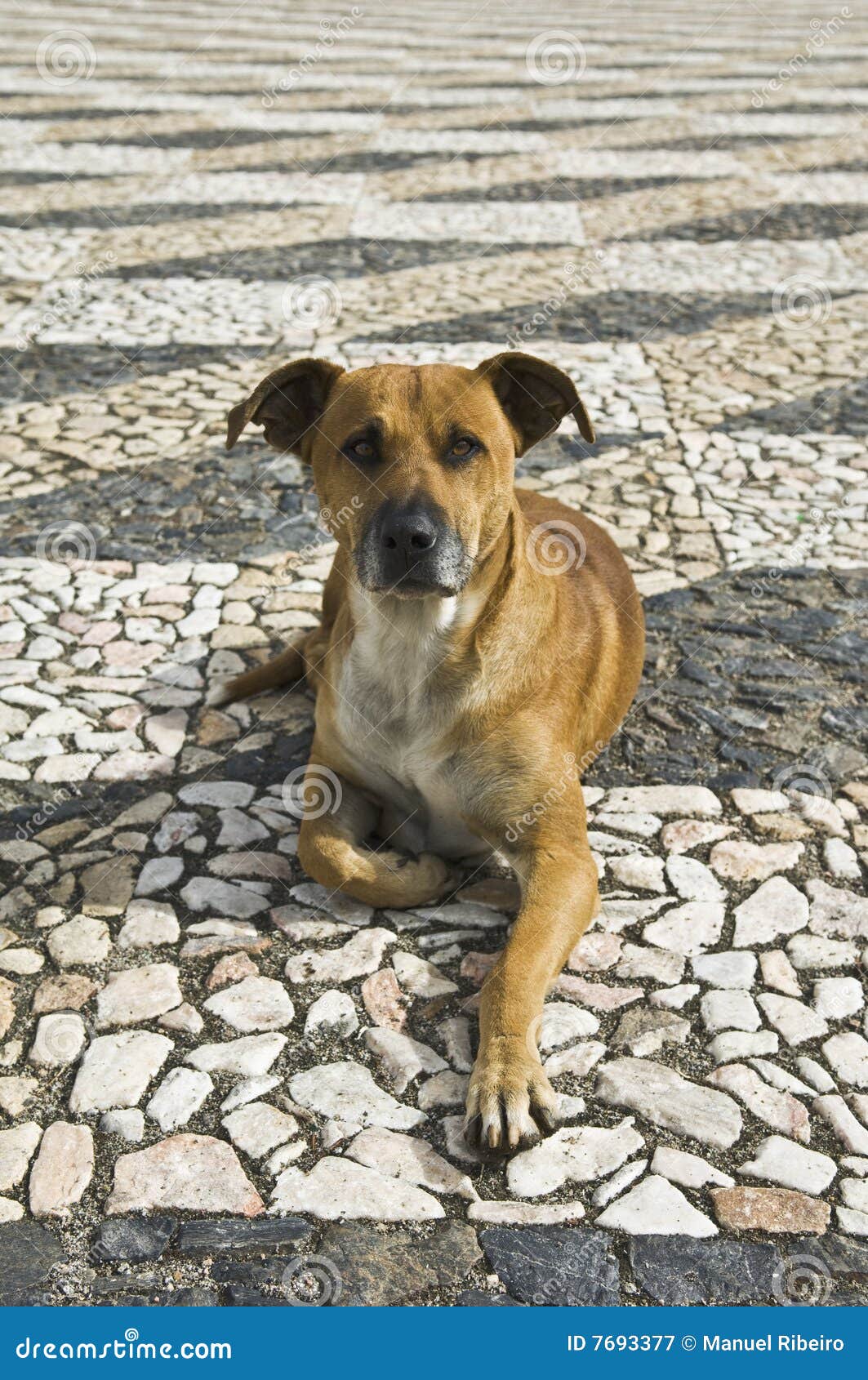 Dog laying down stock image. Image of cobble, golden, pattern - 7693377