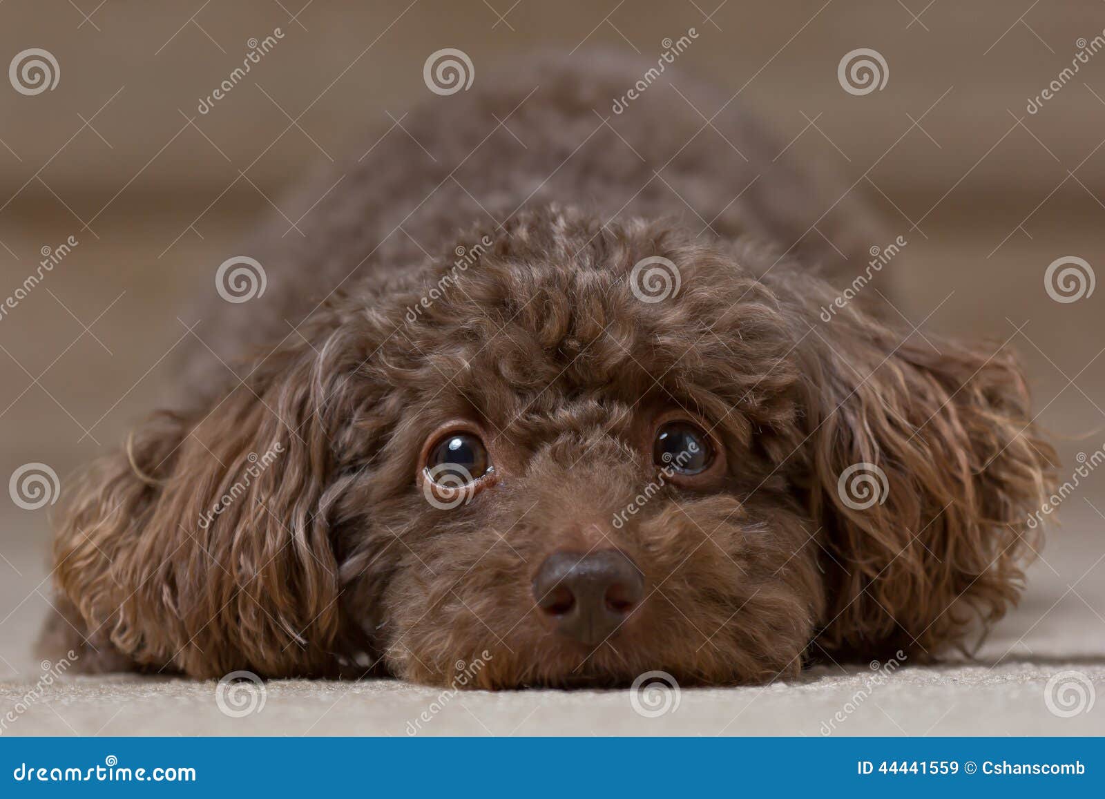Brown Dog laying down 4 stock image. Image of friend - 44441559