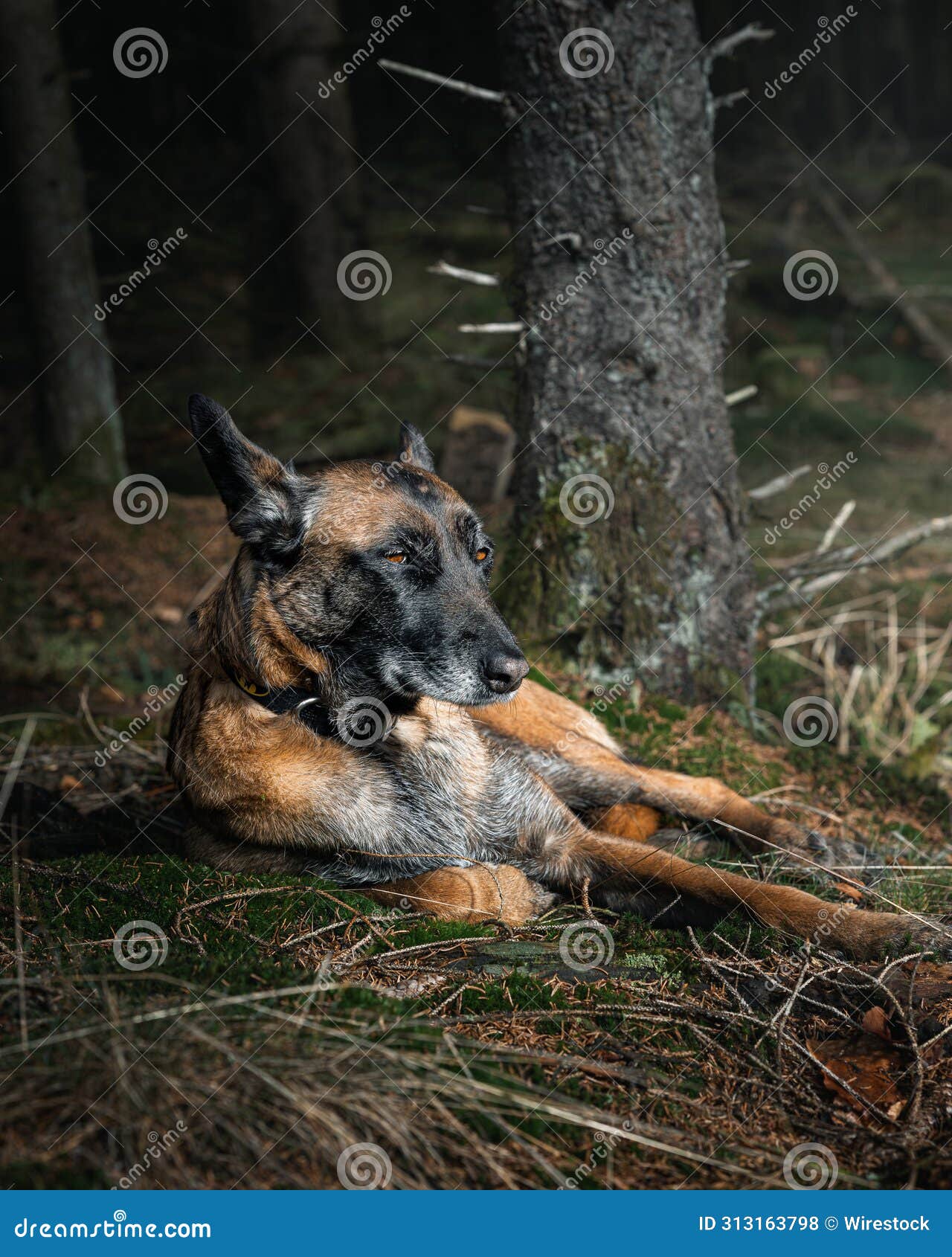 The Dog is Laying Down in the Forest Under the Tree Stock Photo - Image ...