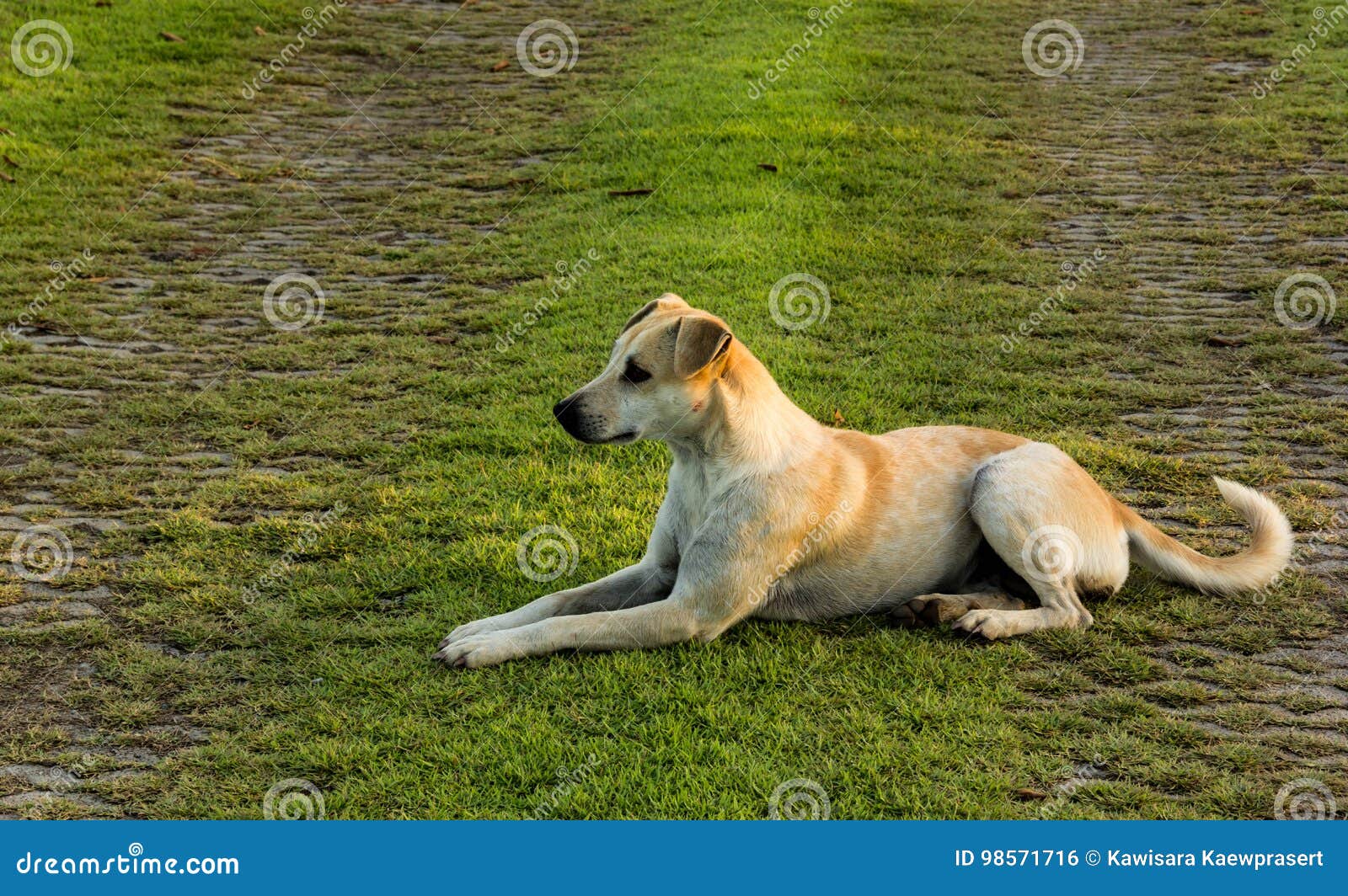 Dog laying down stock photo. Image of canine, yellow - 98571716