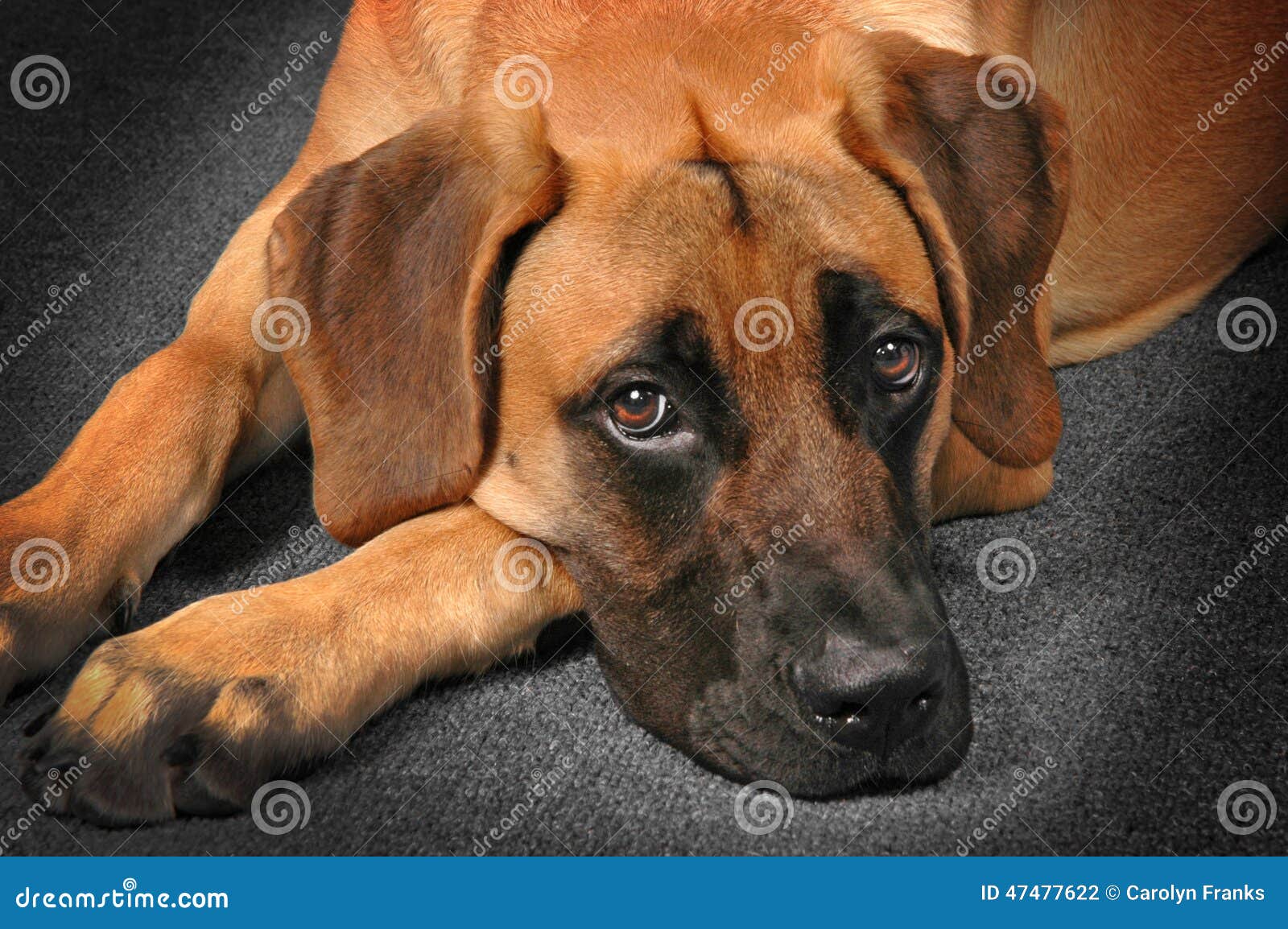 Dog Laying Down Just Relaxing Stock Photo - Image of sleep, space: 47477622