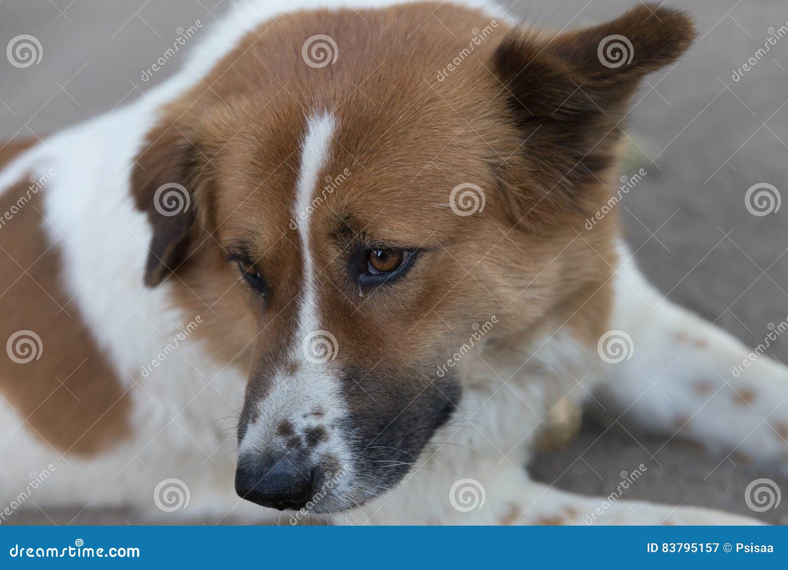 Dog Laying Down Resting on Ground Stock Image - Image of happy, cozy ...