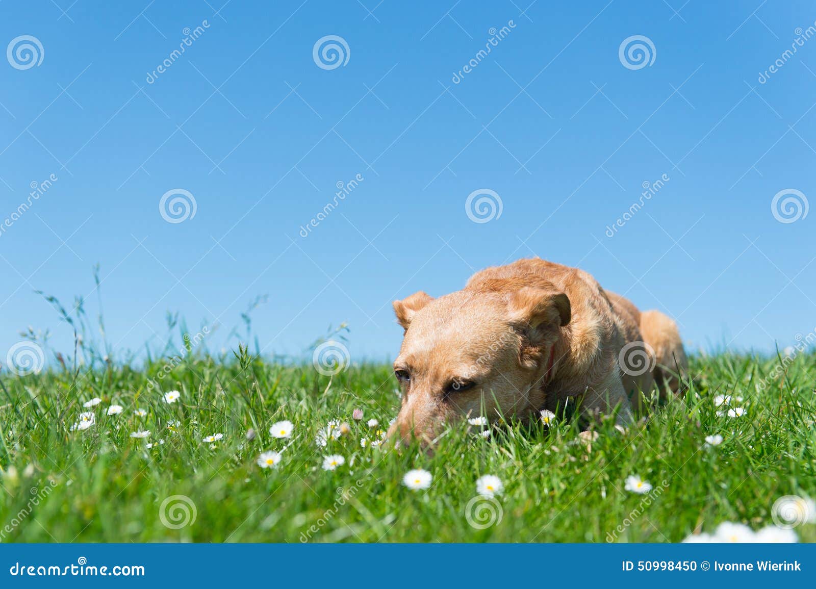 Dog laying in grass stock photo. Image of breed, laying - 50998450