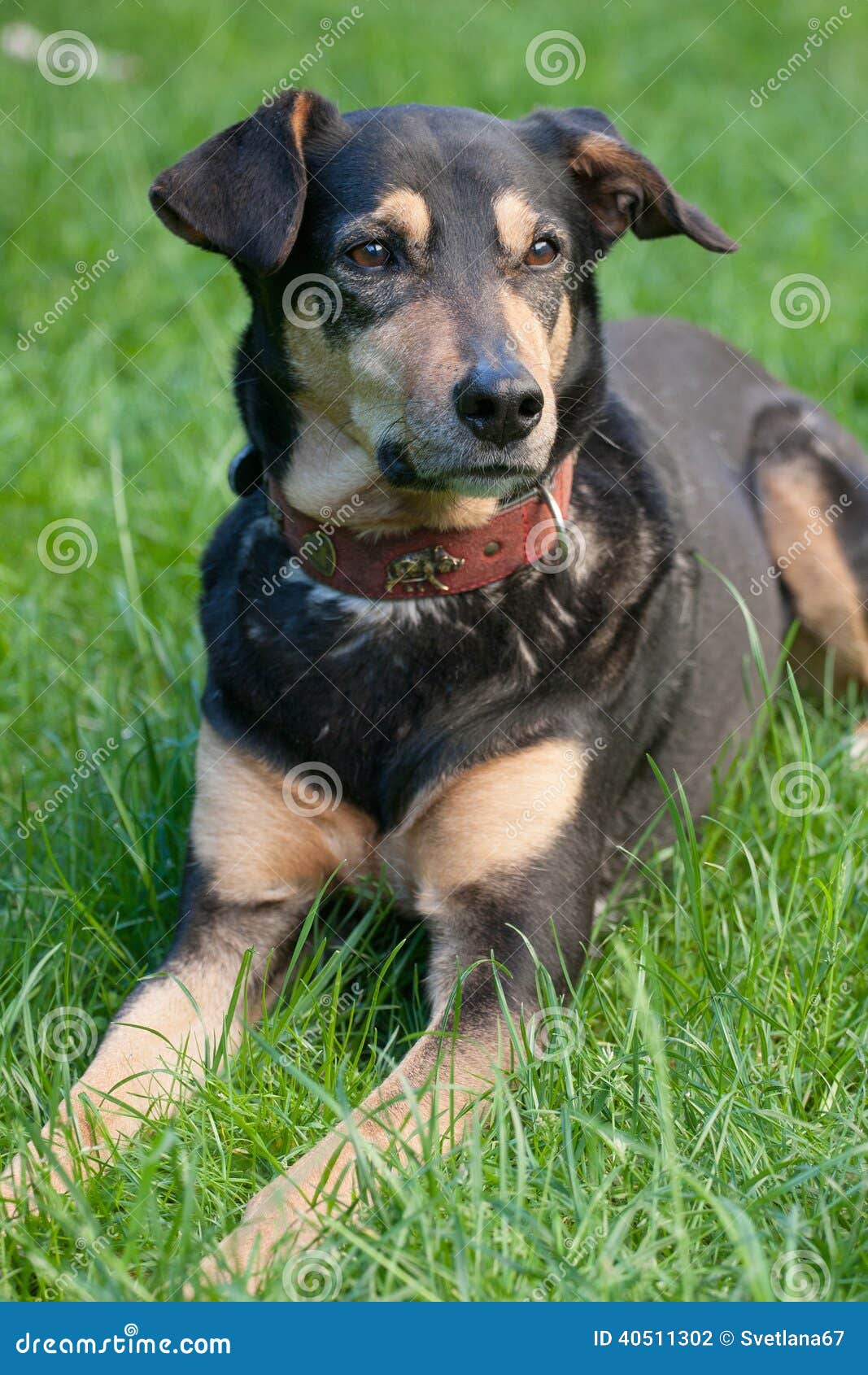Dog laying stock photo. Image of green, outside, faithful - 40511302