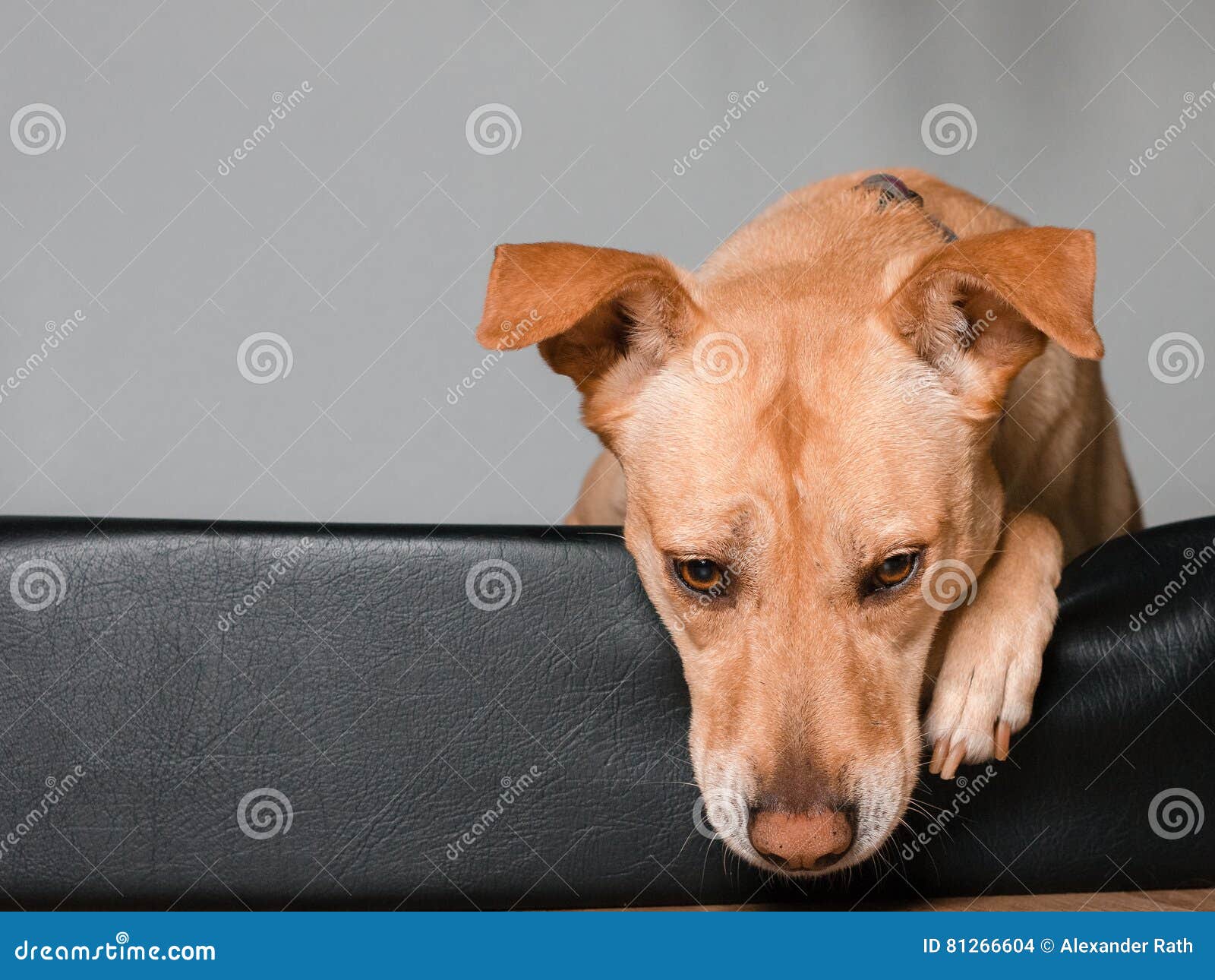 Dog Laying in His Bed Looking Sad Stock Photo - Image of head, laying ...