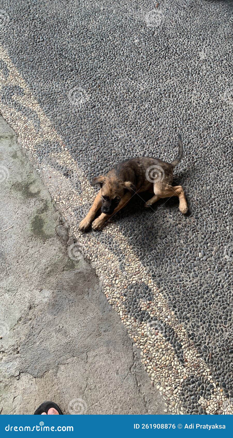 Dog lazy time stock photo. Image of lazy, sitting, time - 261908876