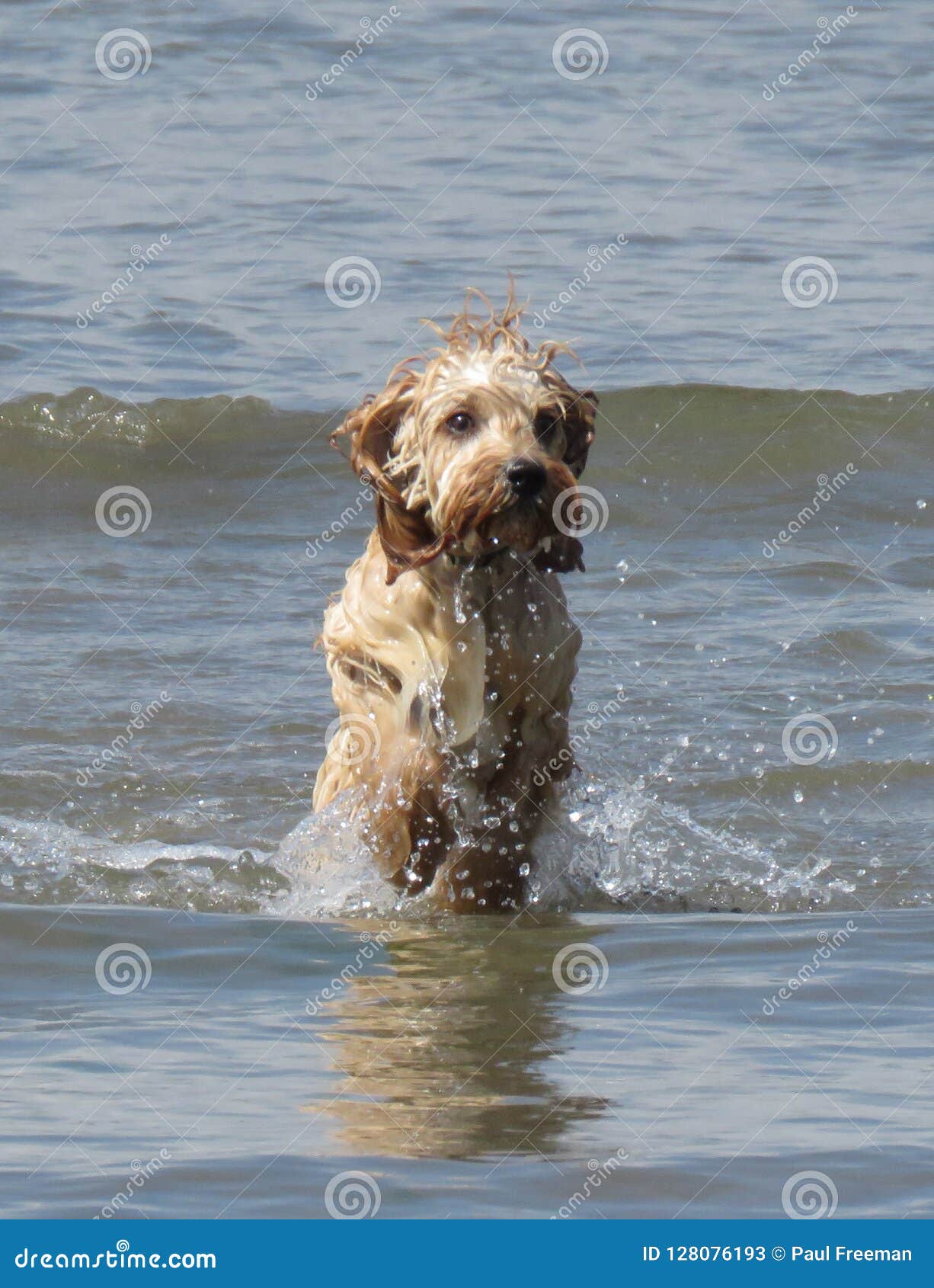 Dog Leaping Out of Sea with Waves Approaching. Stock Image - Image of ...