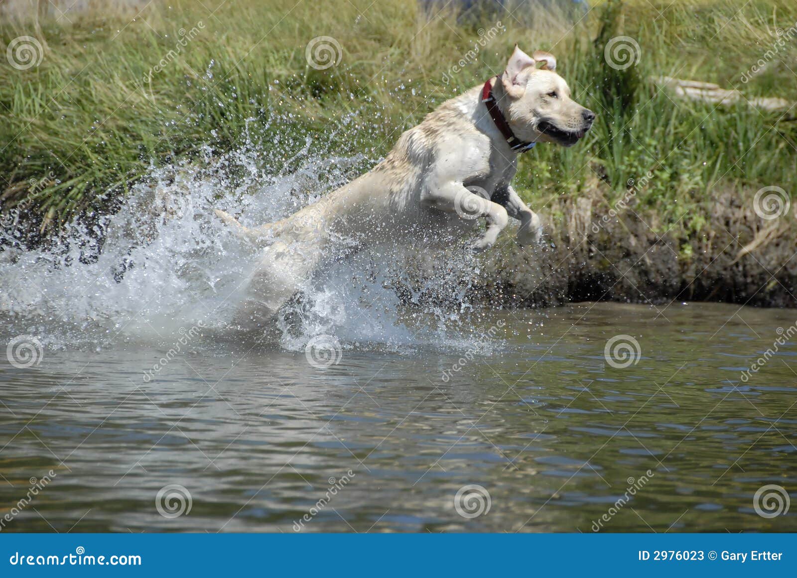 Dog Leaping in To the Water. Stock Image - Image of running, labrador ...
