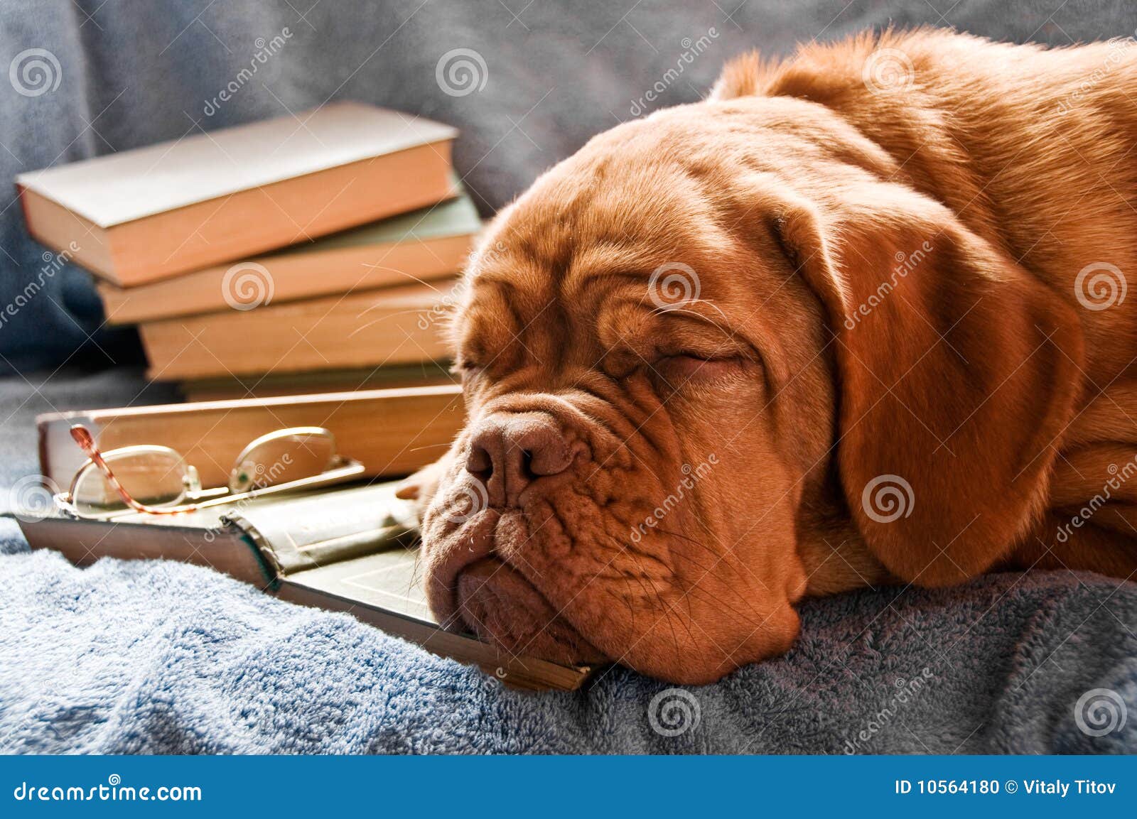 Dog Learning stock photo. Image of information, beautiful - 10564180