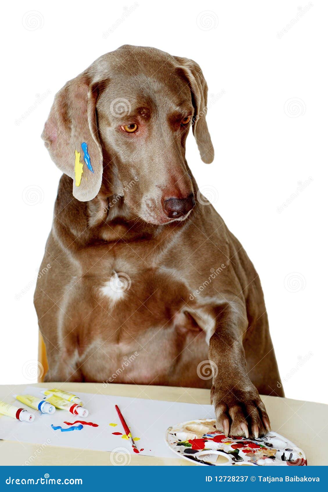 Dog learns to paint stock image. Image of palette, blue - 12728237 Dog learns to paint stock image. Image of palette, blue - 12728237