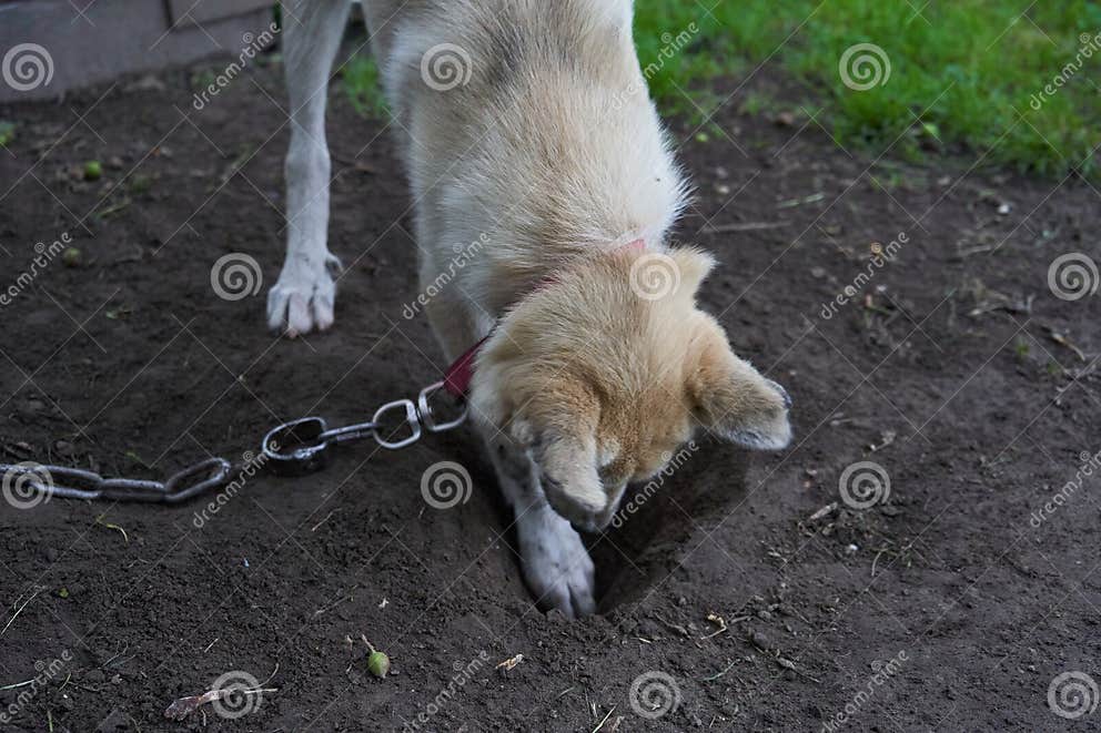 Dog on Leash Digging Hole, Dog on Chain Digging Hole for Bone, Digging ...