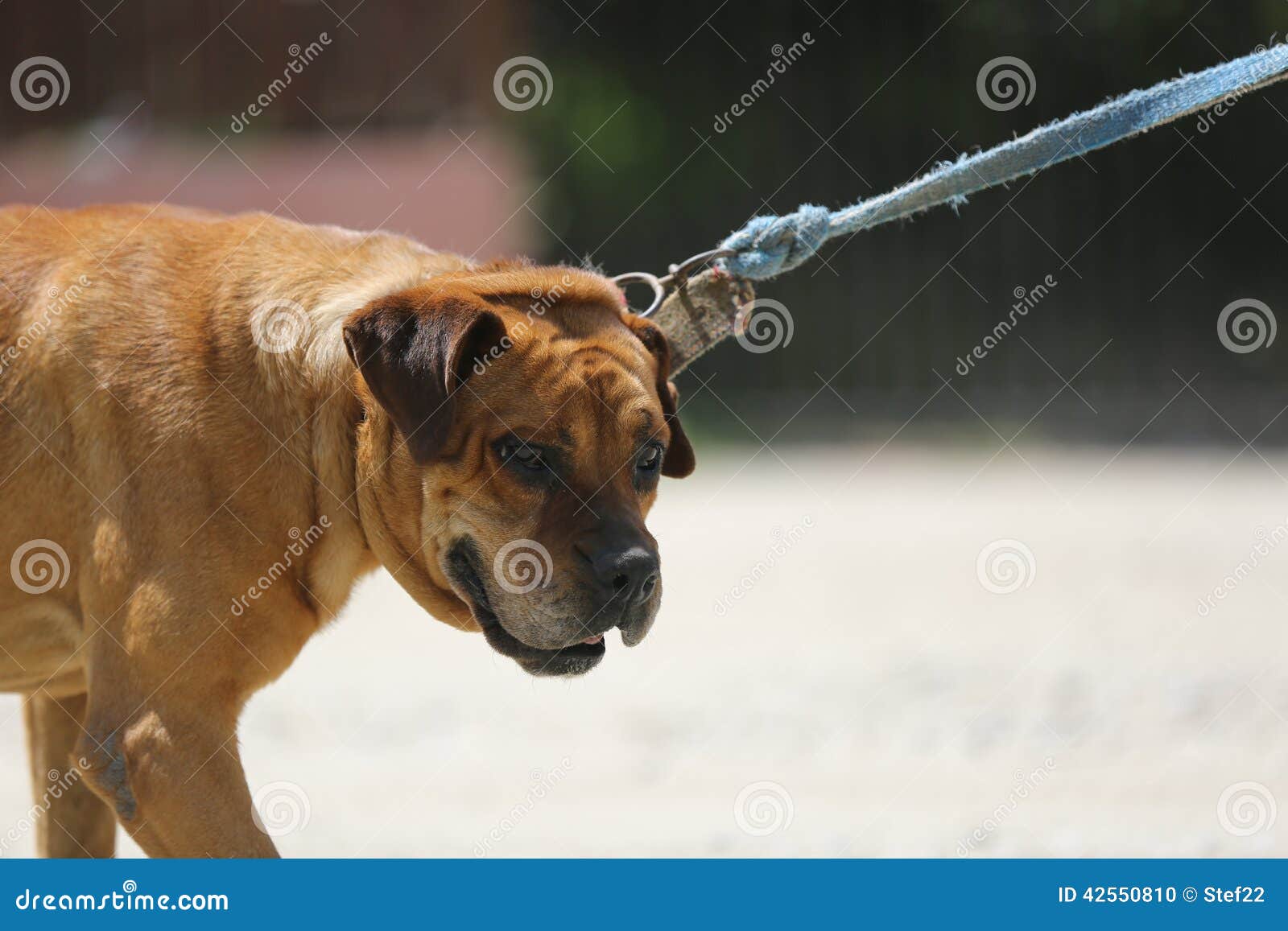 Dog on a leash stock photo. Image of nose, jaws, bite - 42550810