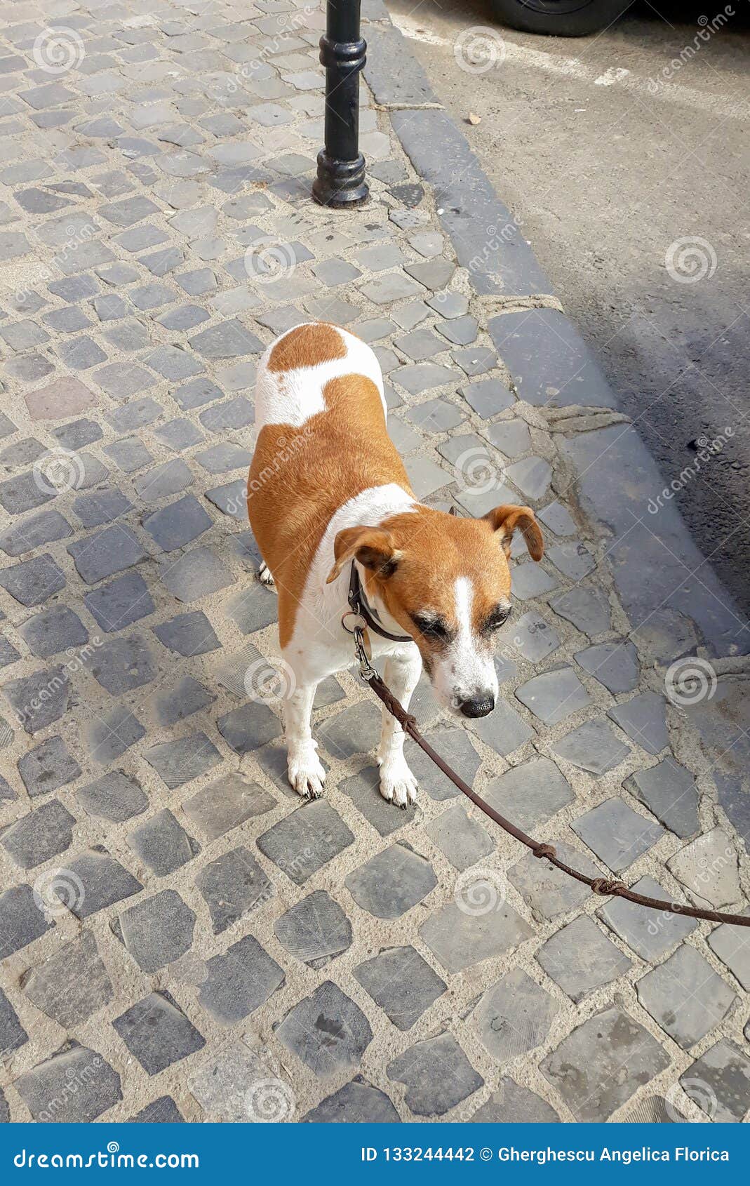 Dog in a Leash on the Pavement Sidewalk Stock Photo - Image of collar ...