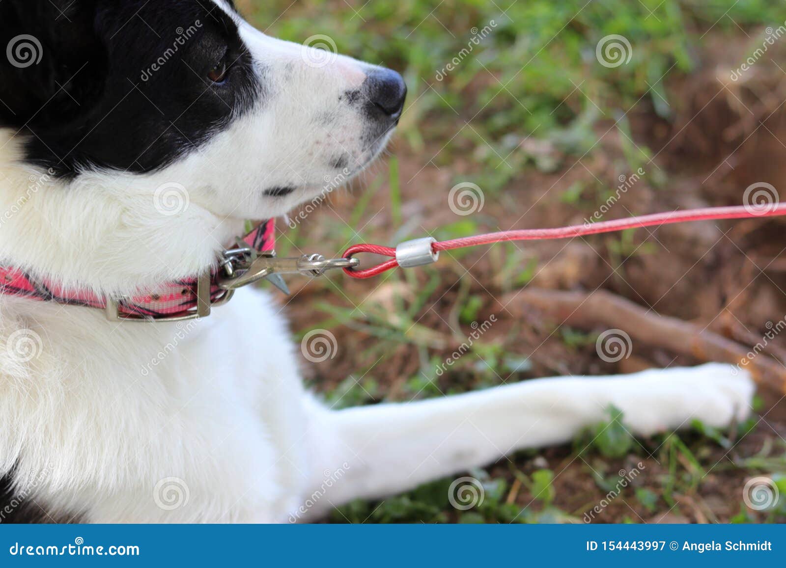 Dog Left Alone Outside on a Leash Stock Image - Image of depressed ...