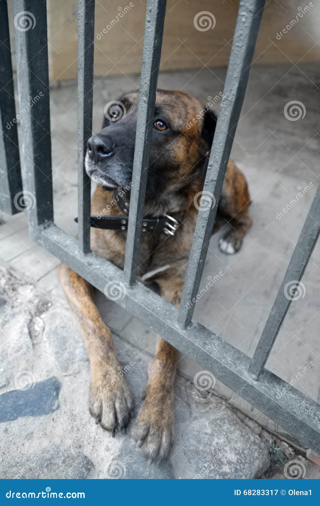 Dog left alone stock image. Image of watch, look, muzzle - 68283317