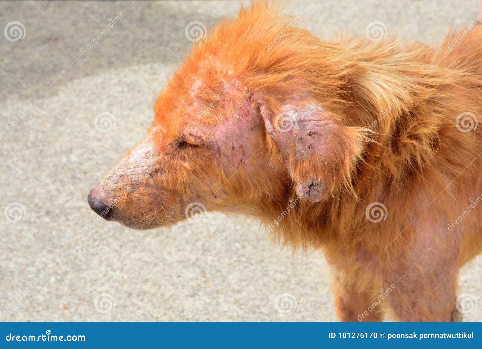 Dog leper stock photo. Image of homeless, face, leprechaun - 101276170