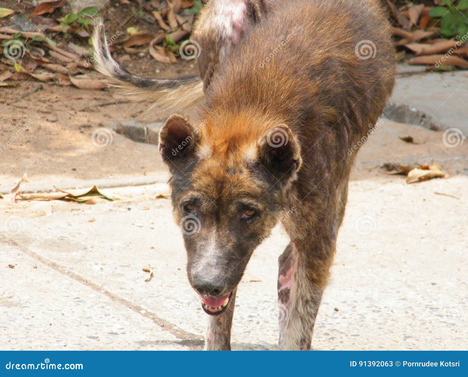 Leprosy Dog Stock Photo | CartoonDealer.com #43442844