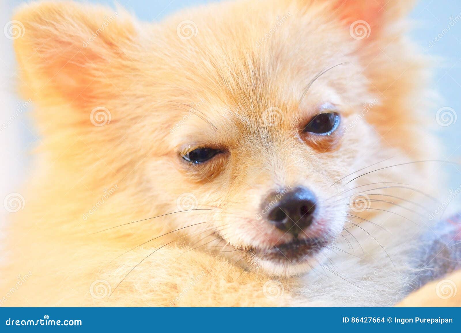 Dog is lethargic stock photo. Image of home, happiness - 86427664