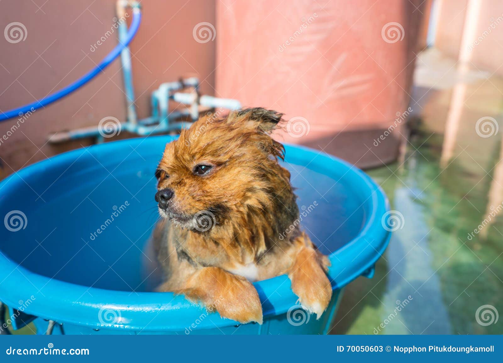 Dog are Lethargic and Water Tanks Stock Image - Image of head ...