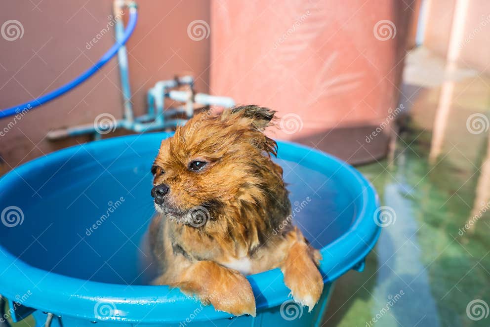 Dog are Lethargic and Water Tanks Stock Image - Image of head ...