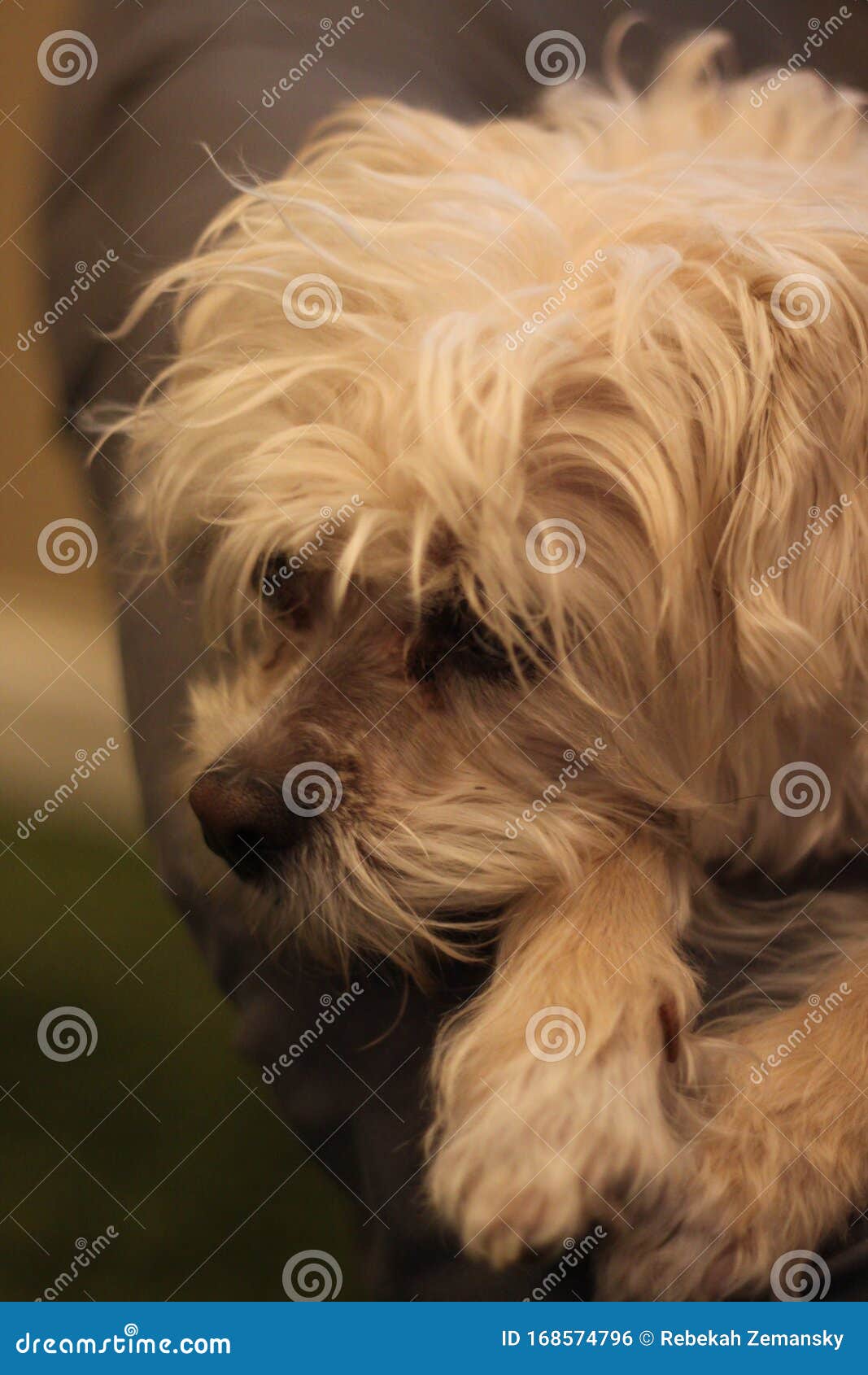 Dog Lhasa Apso Terrier Mix 5752 Stock Photo - Image of cairn, leonidas ...
