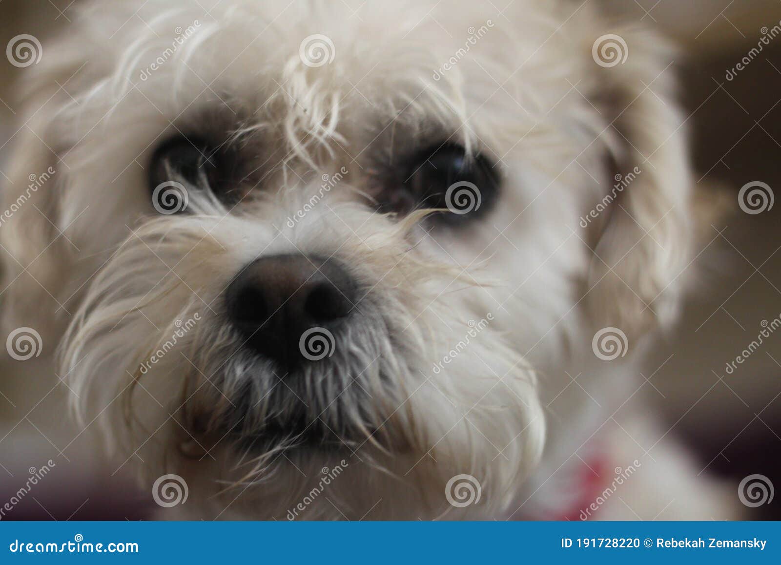 Dog Lhasa Apso Terrier 0647 Stock Photo - Image of furry, cairn: 191728220