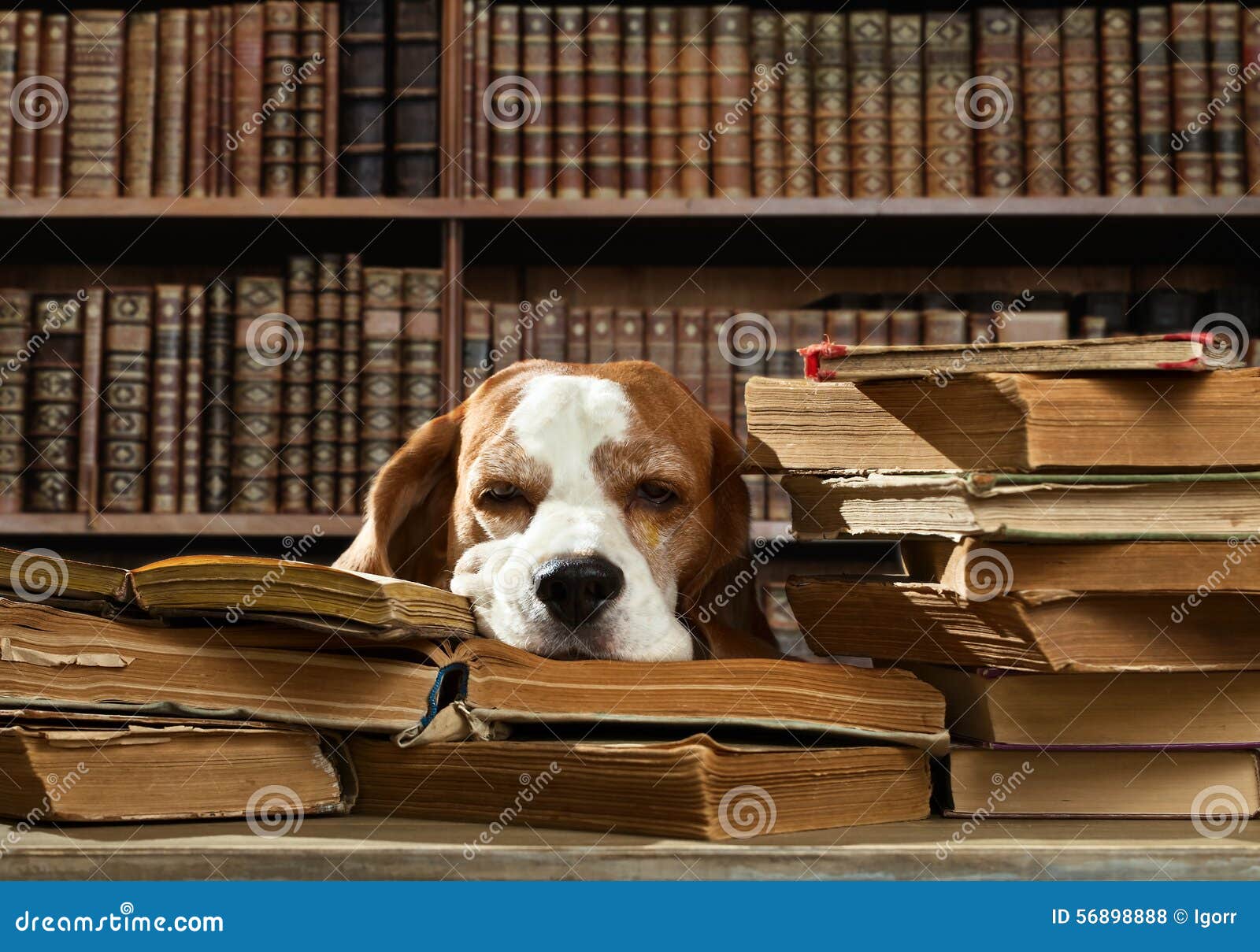 Dog in library stock photo. Image of literary, bookshelf - 56898888