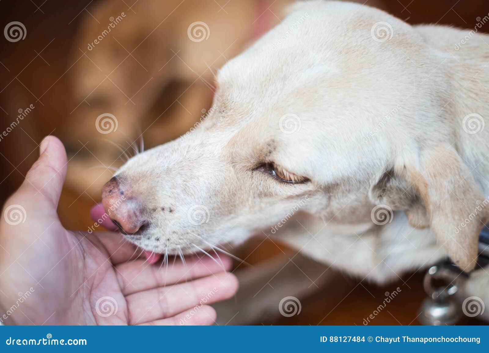 Dog stock photo. Image of animal, hand, hair, bell, white - 88127484