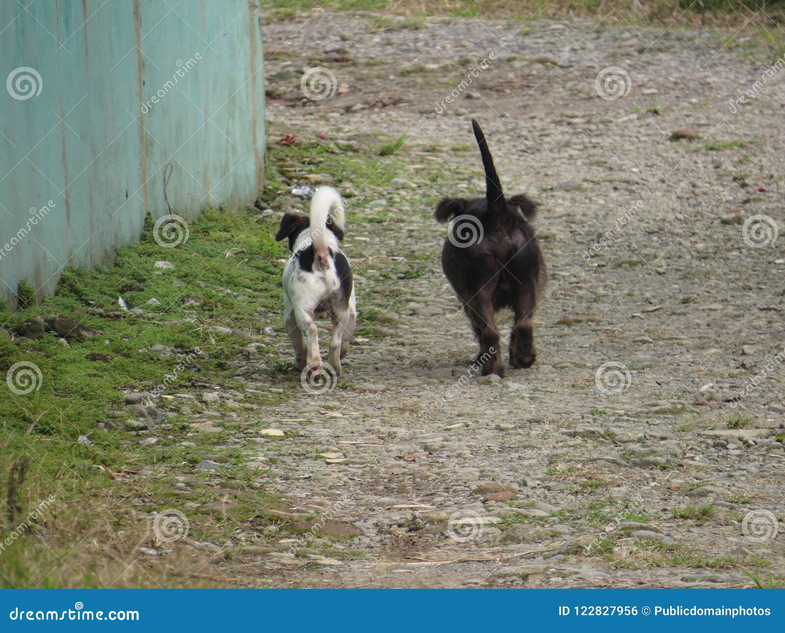 Dog Like Mammal, Dog, Dog Breed Group, Dog Breed Picture. Image: 122827956