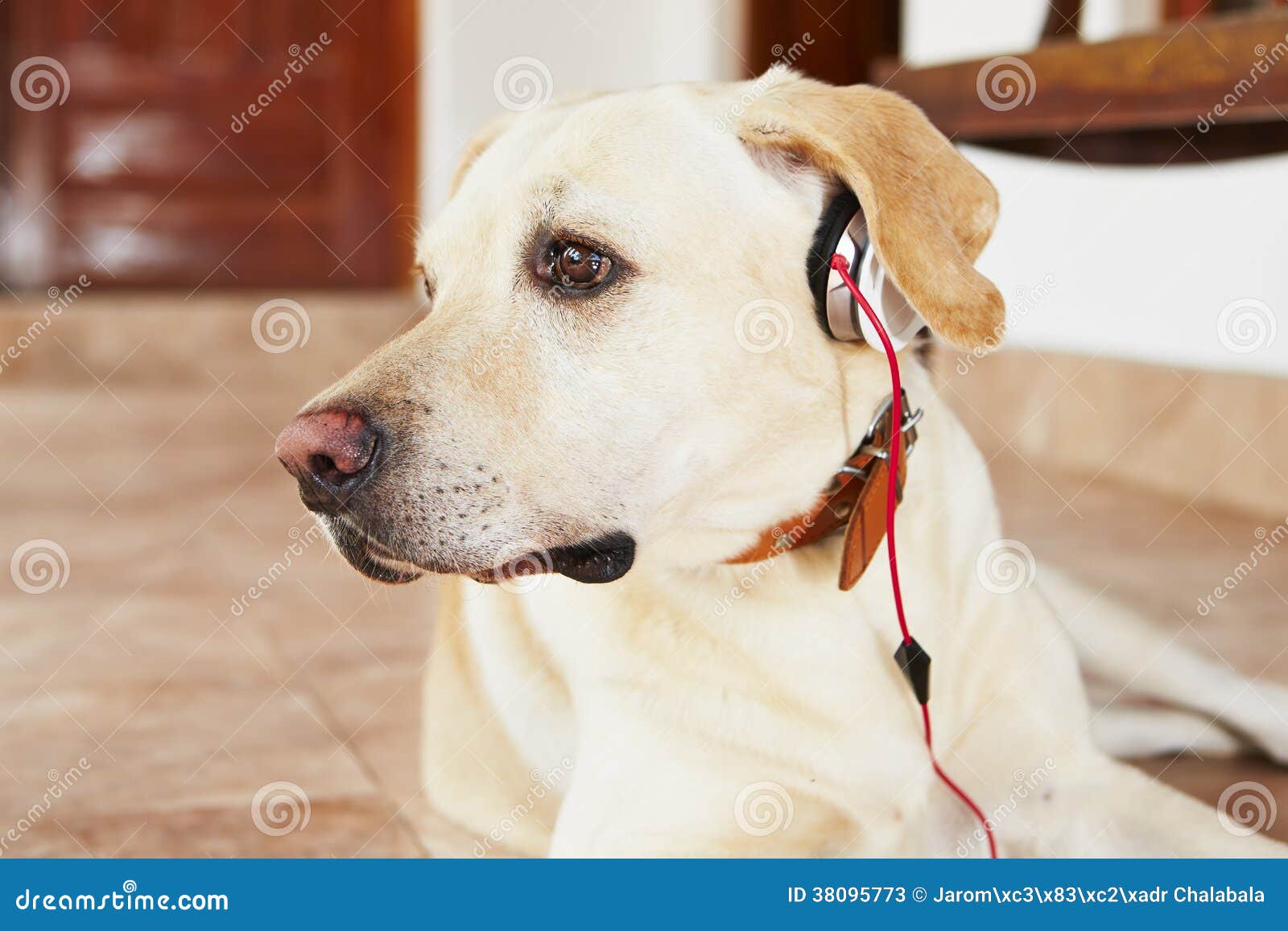 Dog is listening music stock image. Image of portrait - 38095773