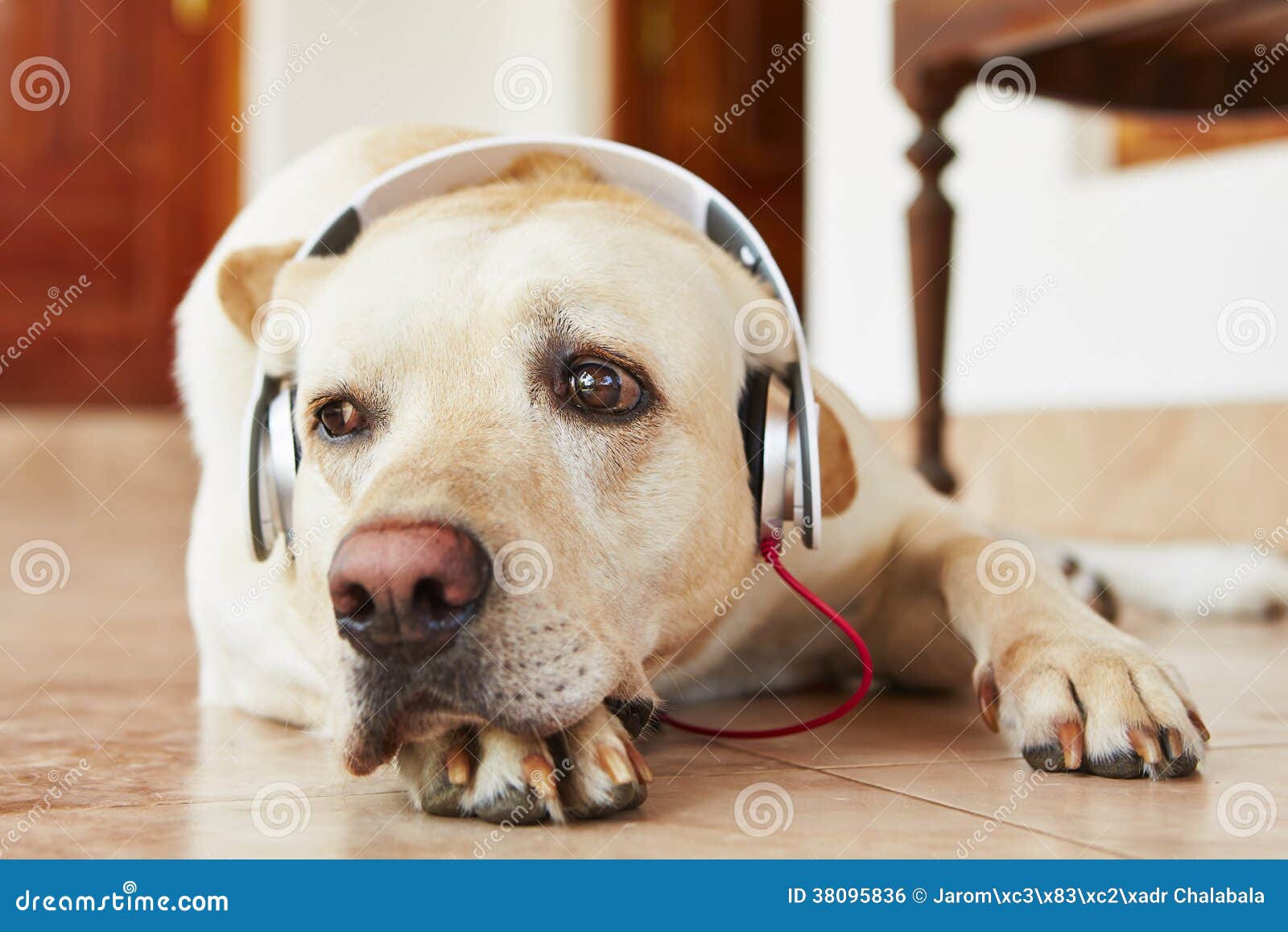 Dog is listening music stock photo. Image of cute, home - 38095836