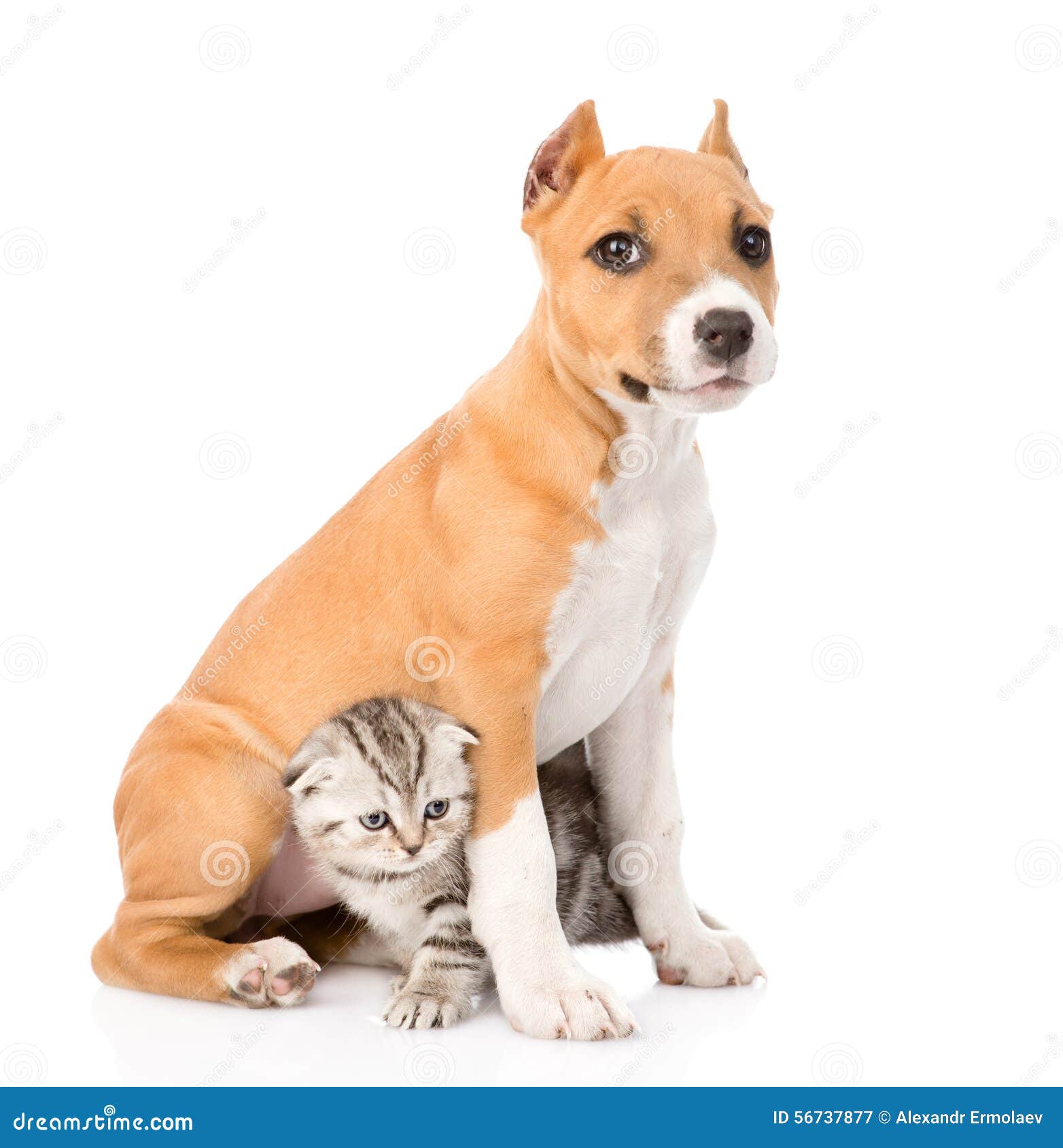 Dog And Little Cat Sitting Together. Isolated On White Background Stock ...