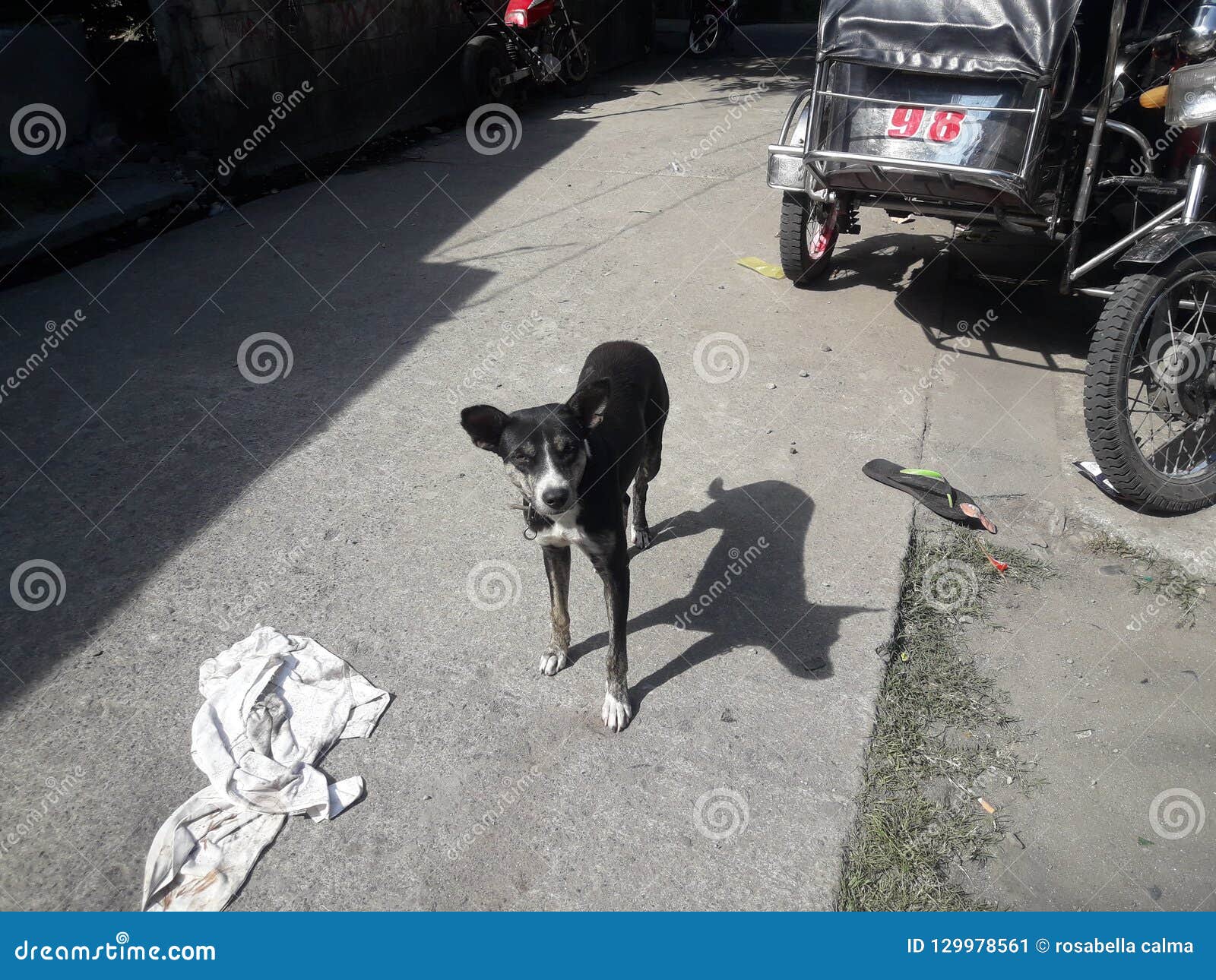 Dog editorial photo. Image of aspin, native, philippine - 129978561